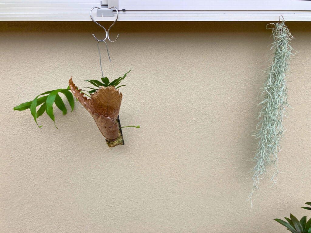 2日ぶりのひととき｜Watering After a Busy Break｜6 August 2025 | Zuckeyの葉と暮らす日々