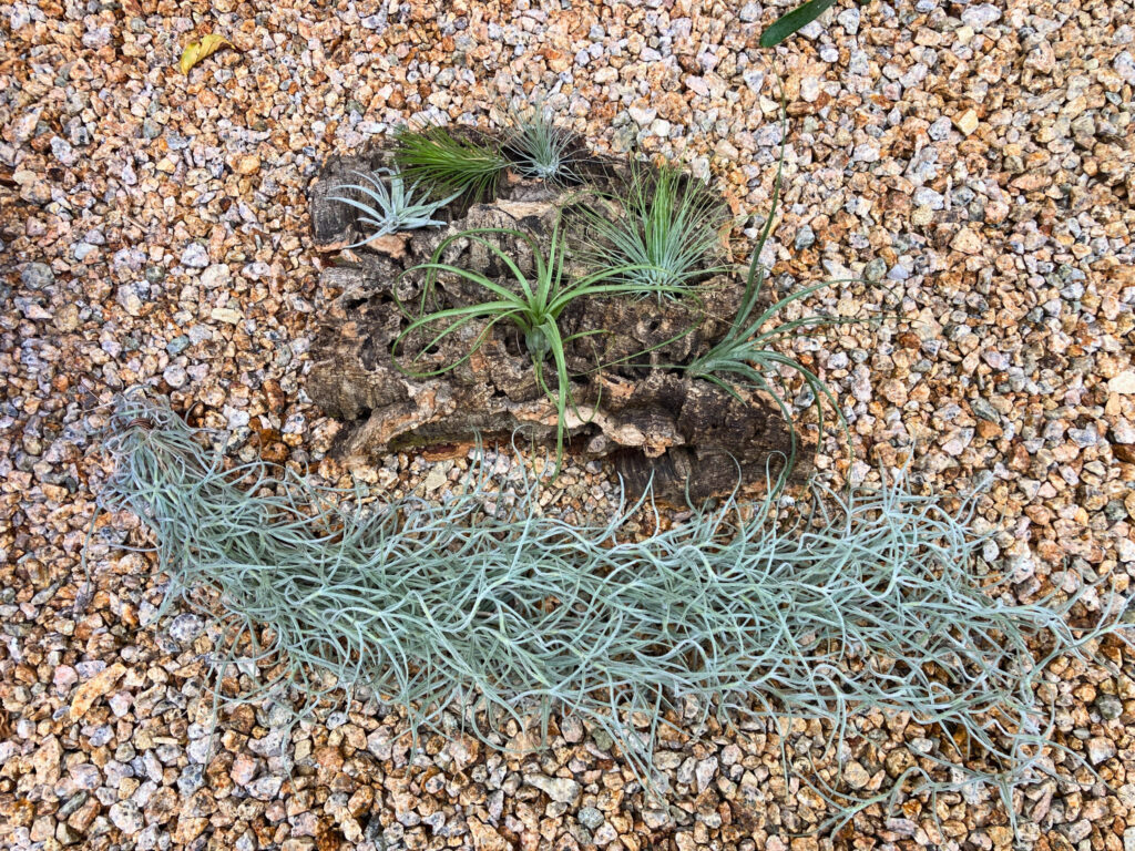 続・2日ぶりのひととき｜Watering After a Busy Break｜7 August 2025 | Zuckeyの葉と暮らす日々