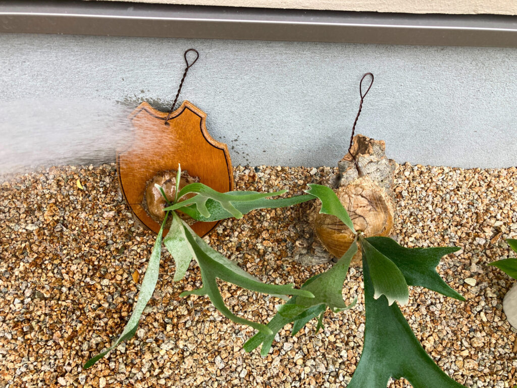 2日ぶりのひととき｜Watering After a Busy Break｜6 August 2025 | Zuckeyの葉と暮らす日々