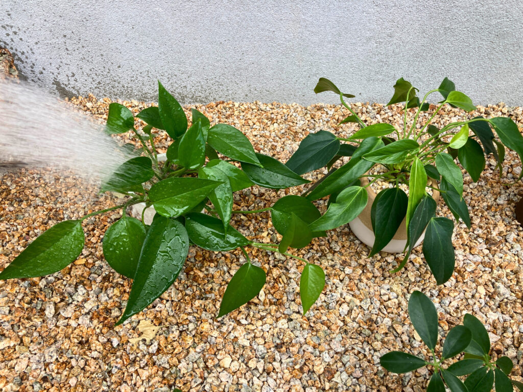 2日ぶりのひととき｜Watering After a Busy Break｜6 August 2025 | Zuckeyの葉と暮らす日々