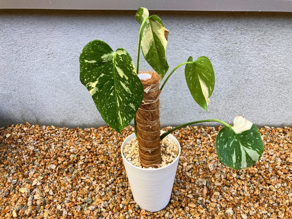 2日ぶりのひととき｜Watering After a Busy Break｜6 August 2025 | Zuckeyの葉と暮らす日々